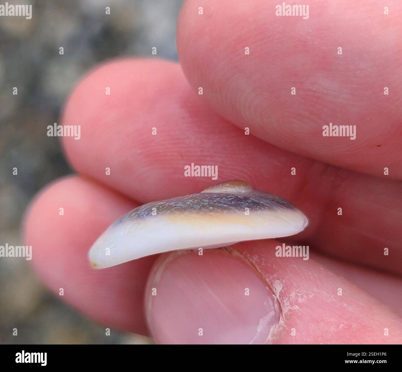 (Sigapatella novaezelandiae), Mollusca, Oamaru 9495, New Zealand Stock Photo - Alamy