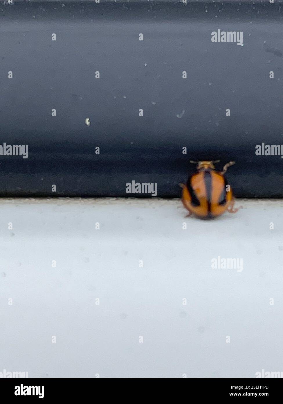Striped Ladybird (Micraspis frenata), Insecta, Eccleston, NSW, AU Stock ...