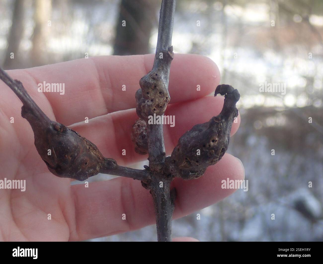 (Callirhytis scitula), Insecta, Worcester, Massachusetts, United States ...