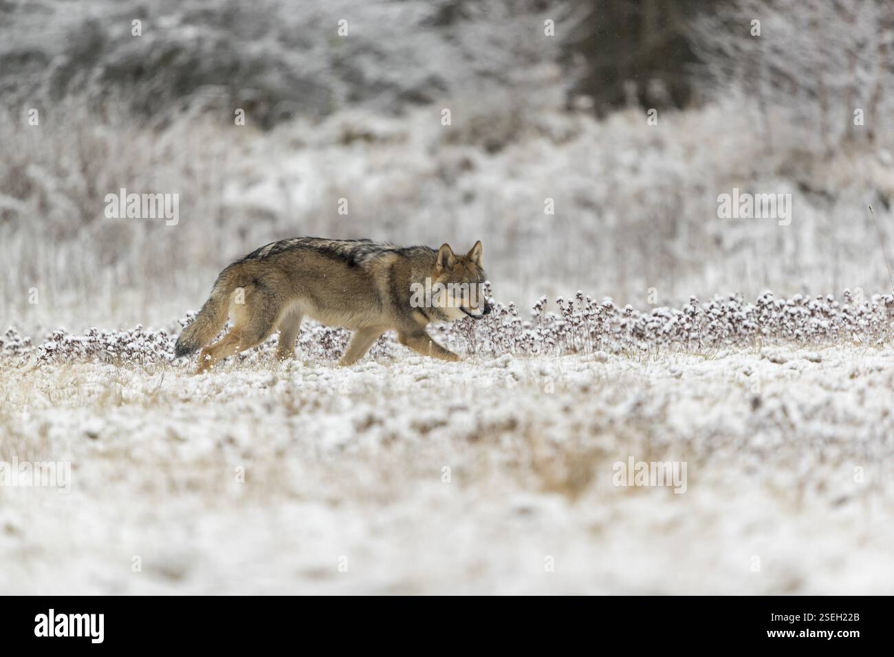 One young male eurasian gray wolf (Canis lupus lupus) standing in a ...