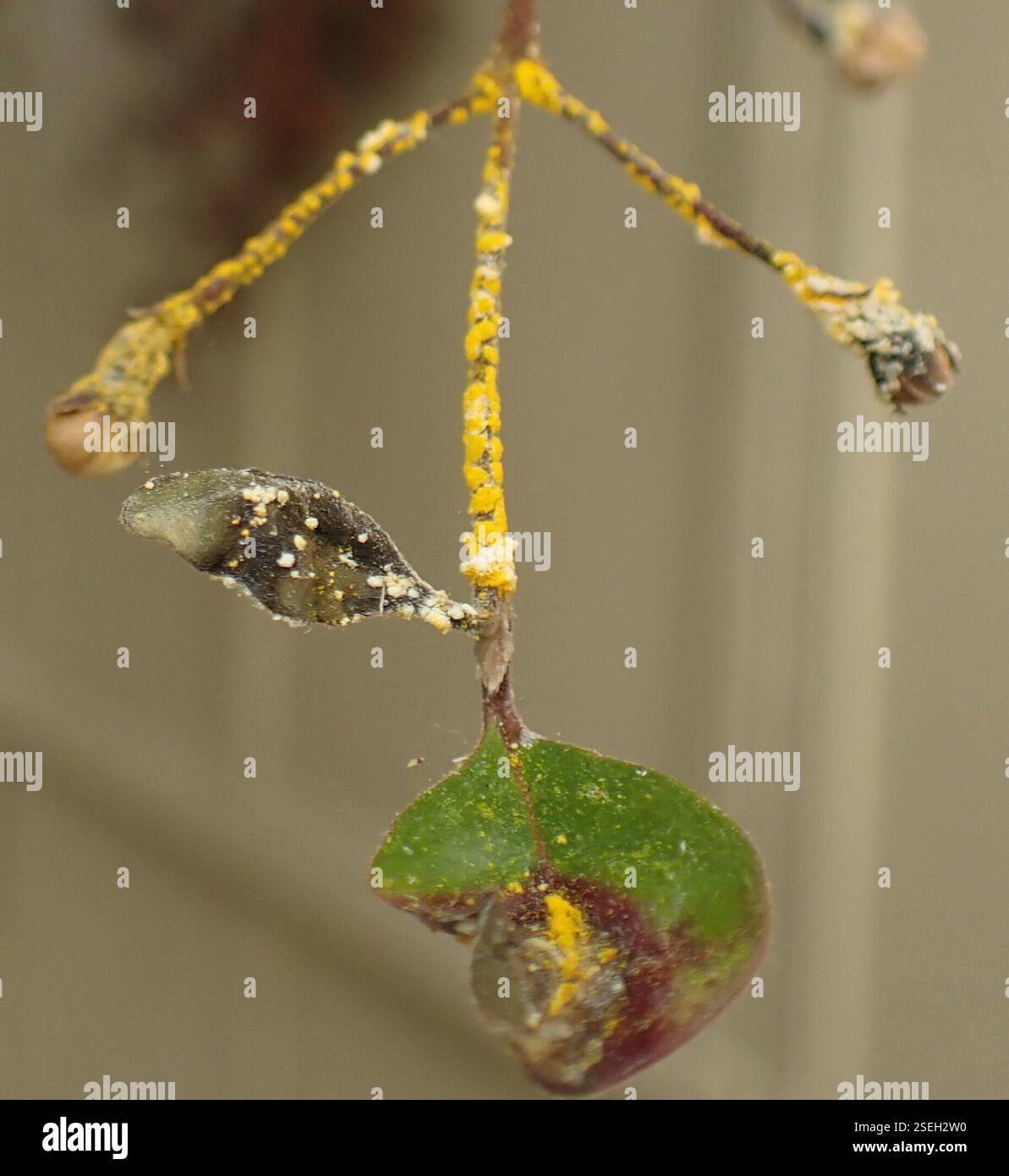 Myrtle Rust (Austropuccinia psidii), Fungi, Burnie - Somerset TAS ...