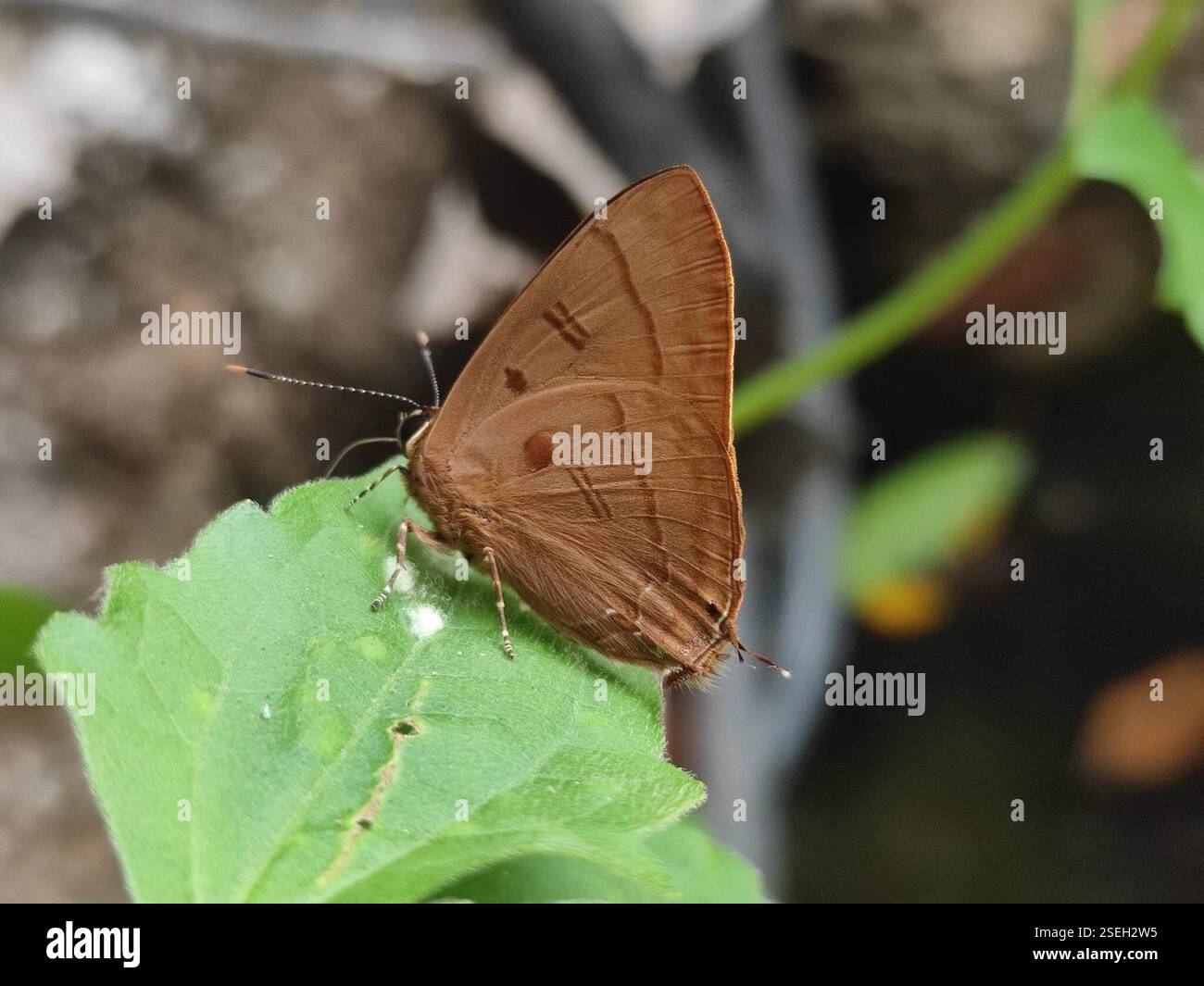 Copper Flash (Rapala pheretima), Insecta, Hpa-An Stock Photo - Alamy