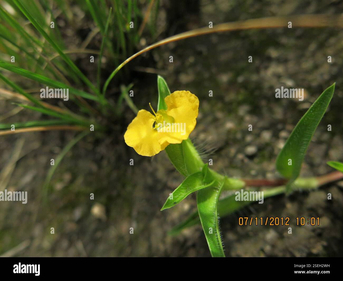 African Yellow Dayflower (Commelina africana), Plantae, Howick, 3290 ...