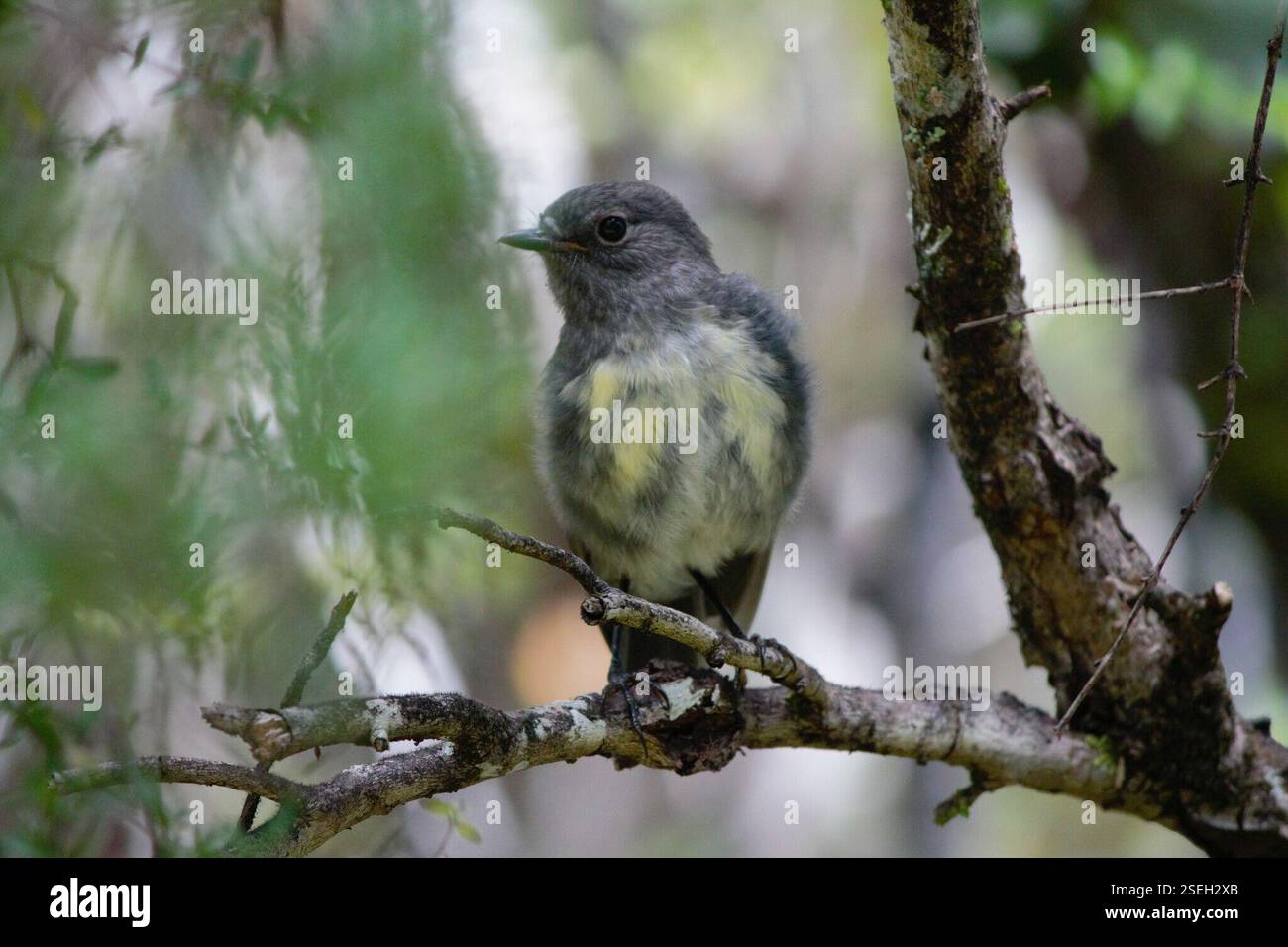 Mainland South Island Robin (Petroica australis australis), Aves ...