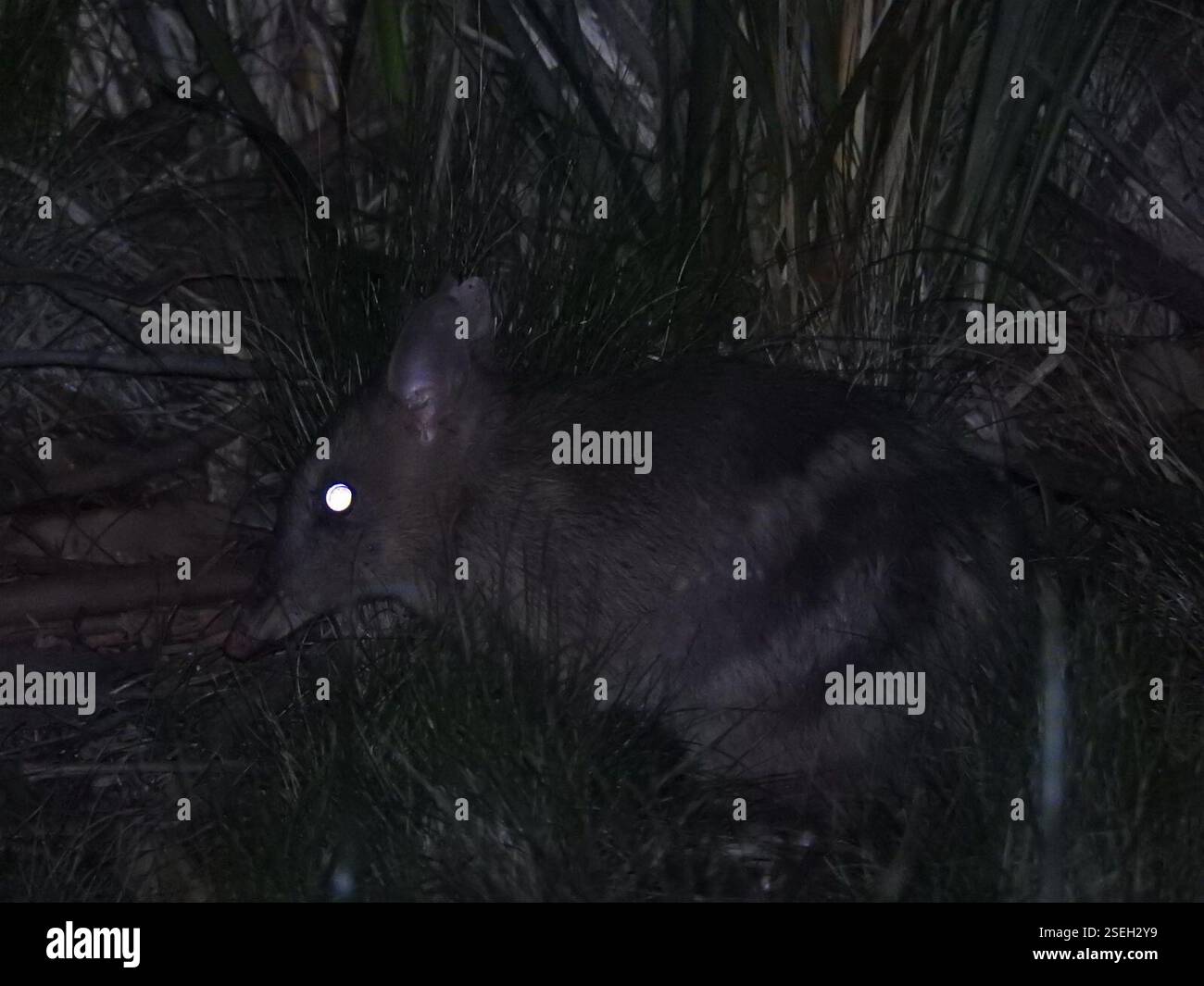 Eastern Barred Bandicoot (Perameles gunnii), Mammalia, Hobart TAS ...