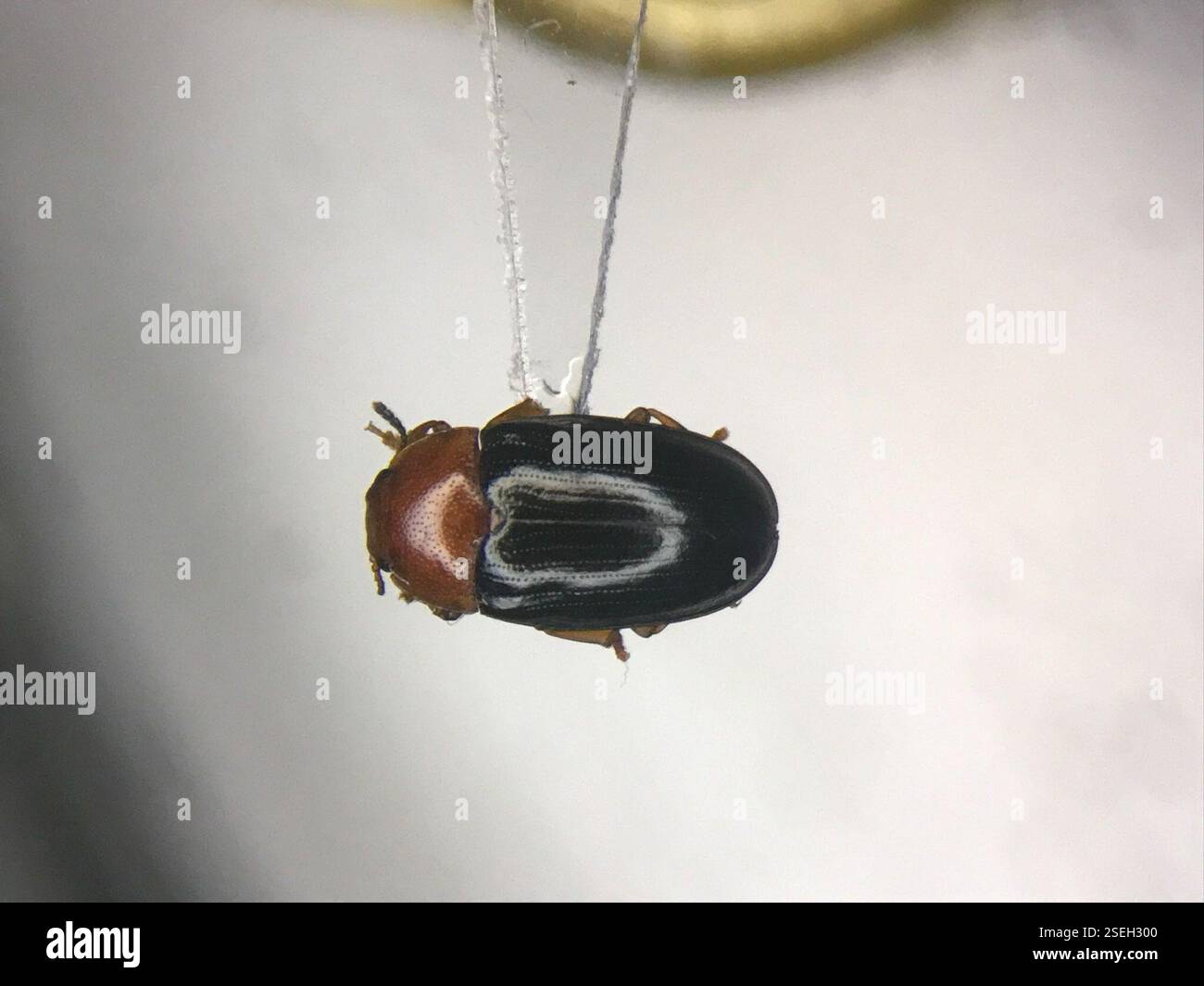 (Triplax frosti), Insecta, Côte-Nord, QC, Canada Stock Photo - Alamy