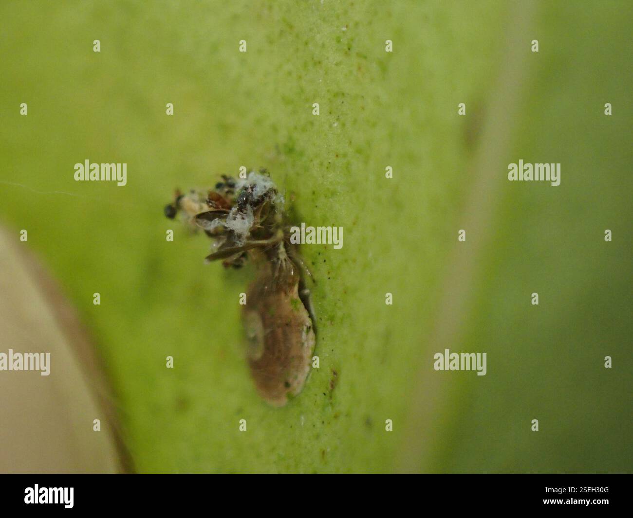Green Lacewings (Chrysopidae), Insecta, Wynyard TAS 7325, Australia ...