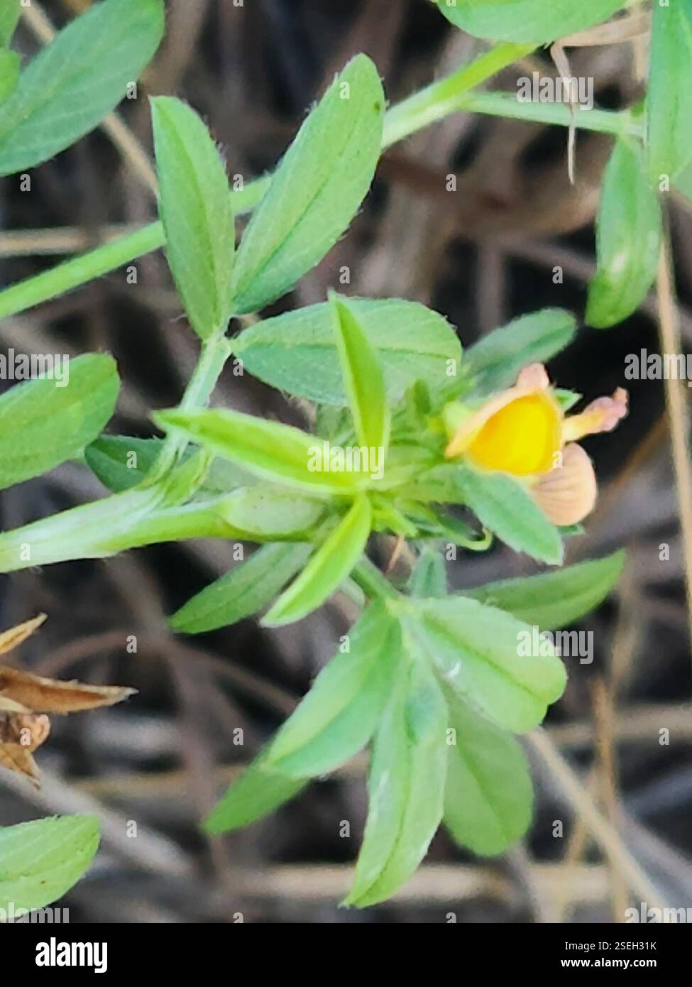 Caribbean Stylo (Stylosanthes hamata), Plantae, Dry Tortugas National ...