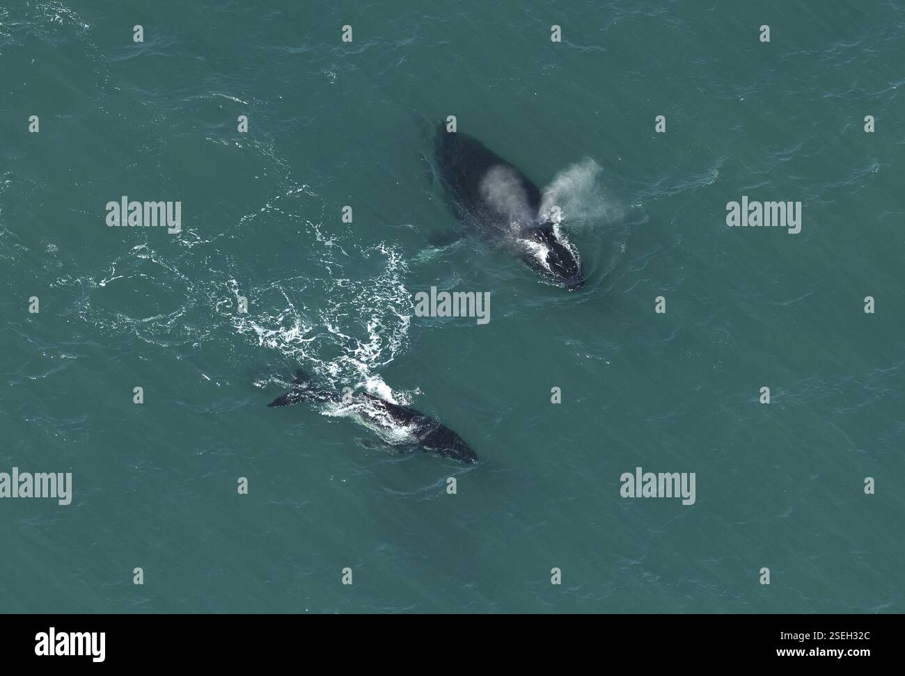 Humpback whales (Megaptera novaeangliae), Ningaloo Reef, aerial view ...