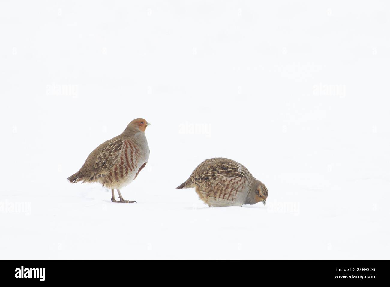Natural habitat and great britain Cut Out Stock Images & Pictures - Alamy