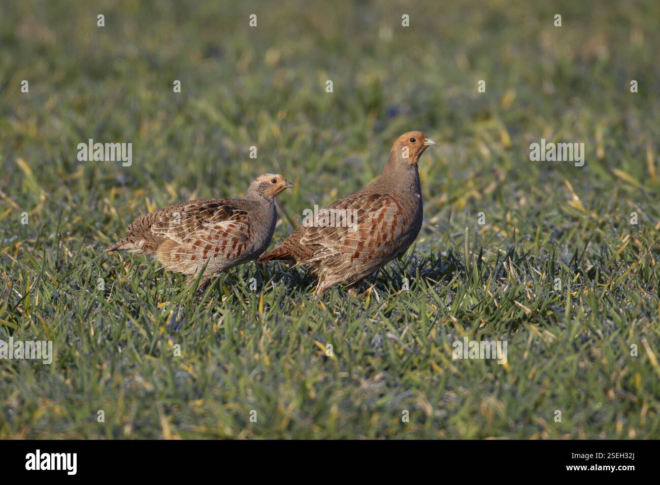 Grey or Hungarian or English partridge (Perdix perdix) two adult birds ...