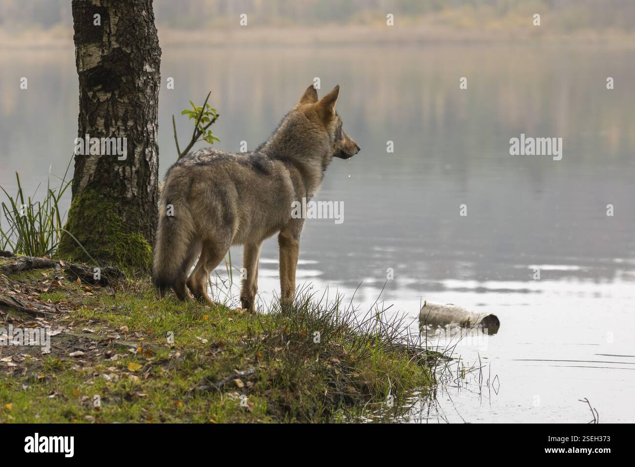 One young male eurasian gray wolf (Canis lupus lupus) standing at the ...