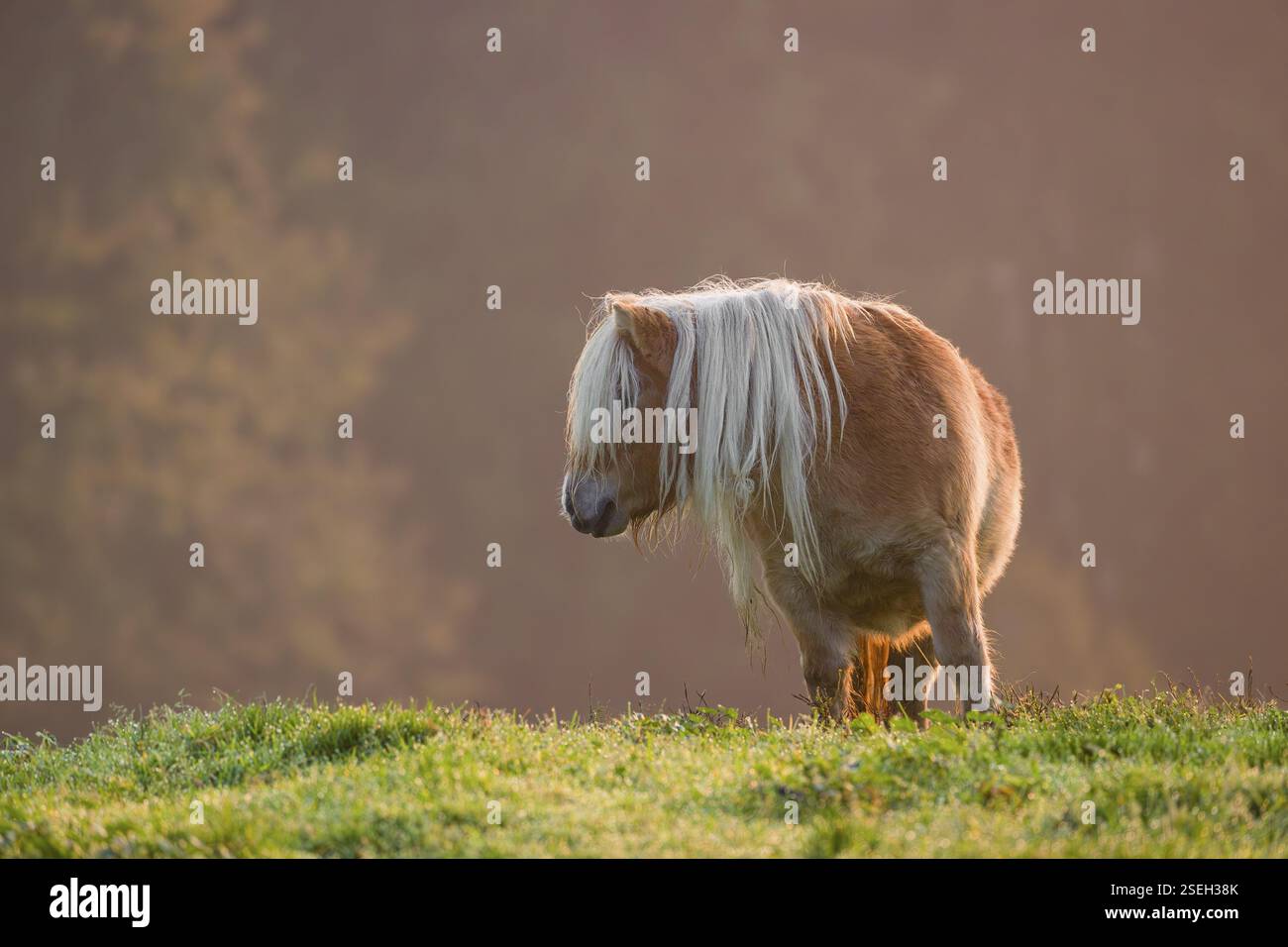 Falabella horse stands on a pasture in early morning light. The ...