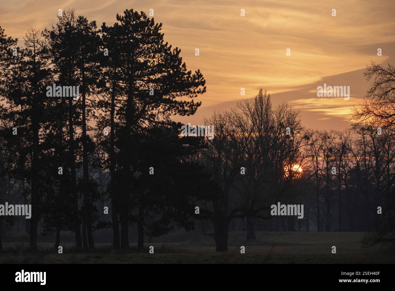 Atmospheric sunset through trees with intense orange in the sky, Germany, Europe Stock Photo - Alamy