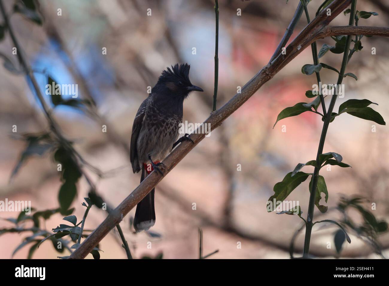Red-vented Bulbul (Pycnonotus cafer), Aves, Chobhar, Kirtipur 44600 ...