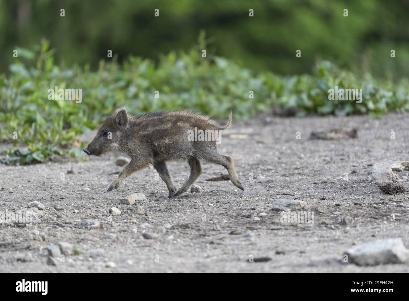 Pig piglet running hi-res stock photography and images - Alamy