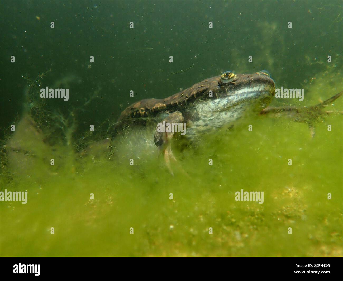 African Clawed Frog (Xenopus laevis), Amphibia, 6 Putter Street ...