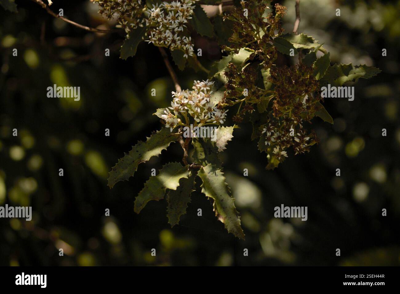 Hakeke (Olearia ilicifolia), Plantae, Westland District, West Coast ...