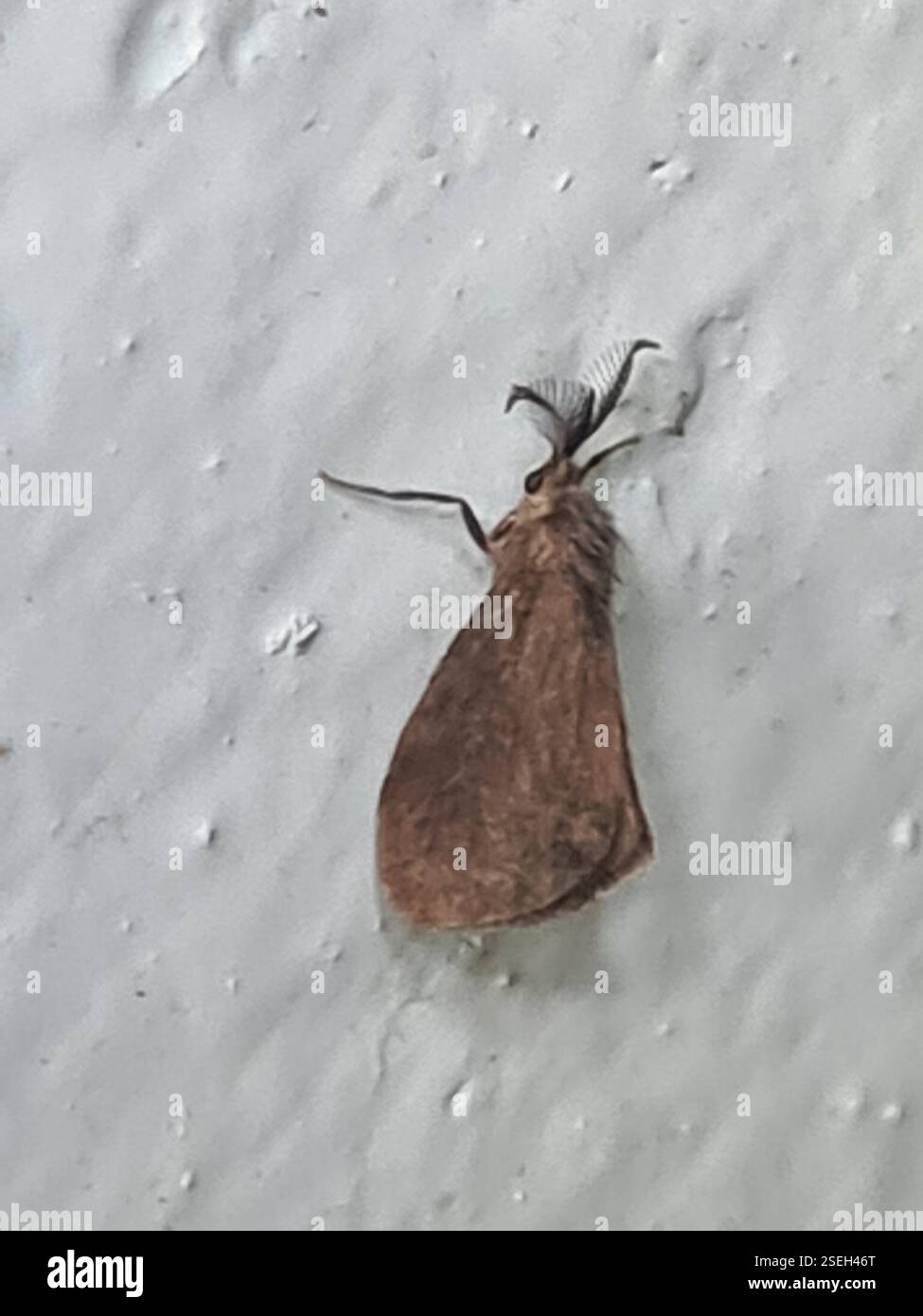 Bagworm Moths (Psychidae), Insecta, Noord, Paramaribo, Suriname Stock ...