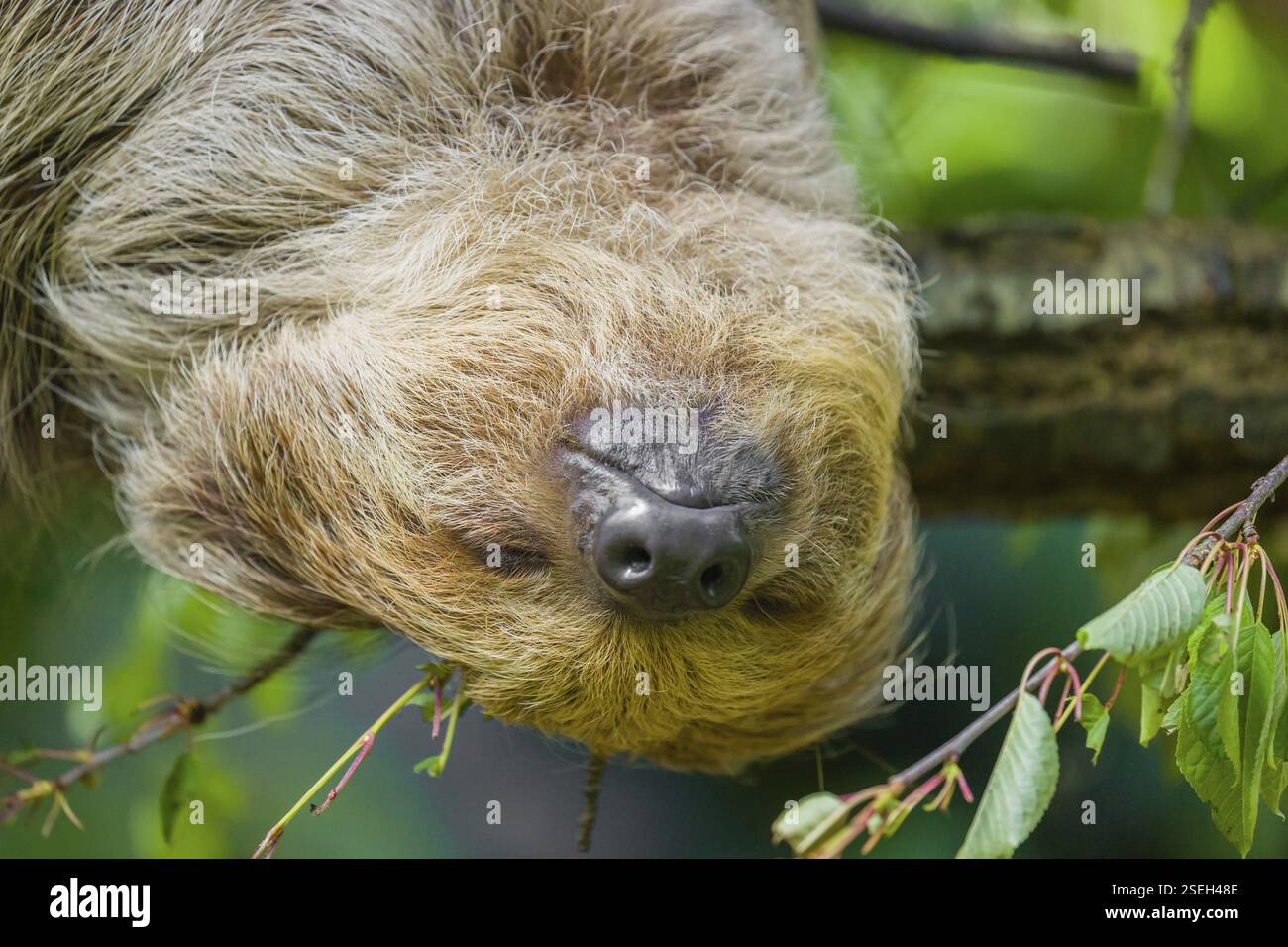 Frontal portrait of A Linnaeus's two-toed sloth (Choloepus didactylus ...