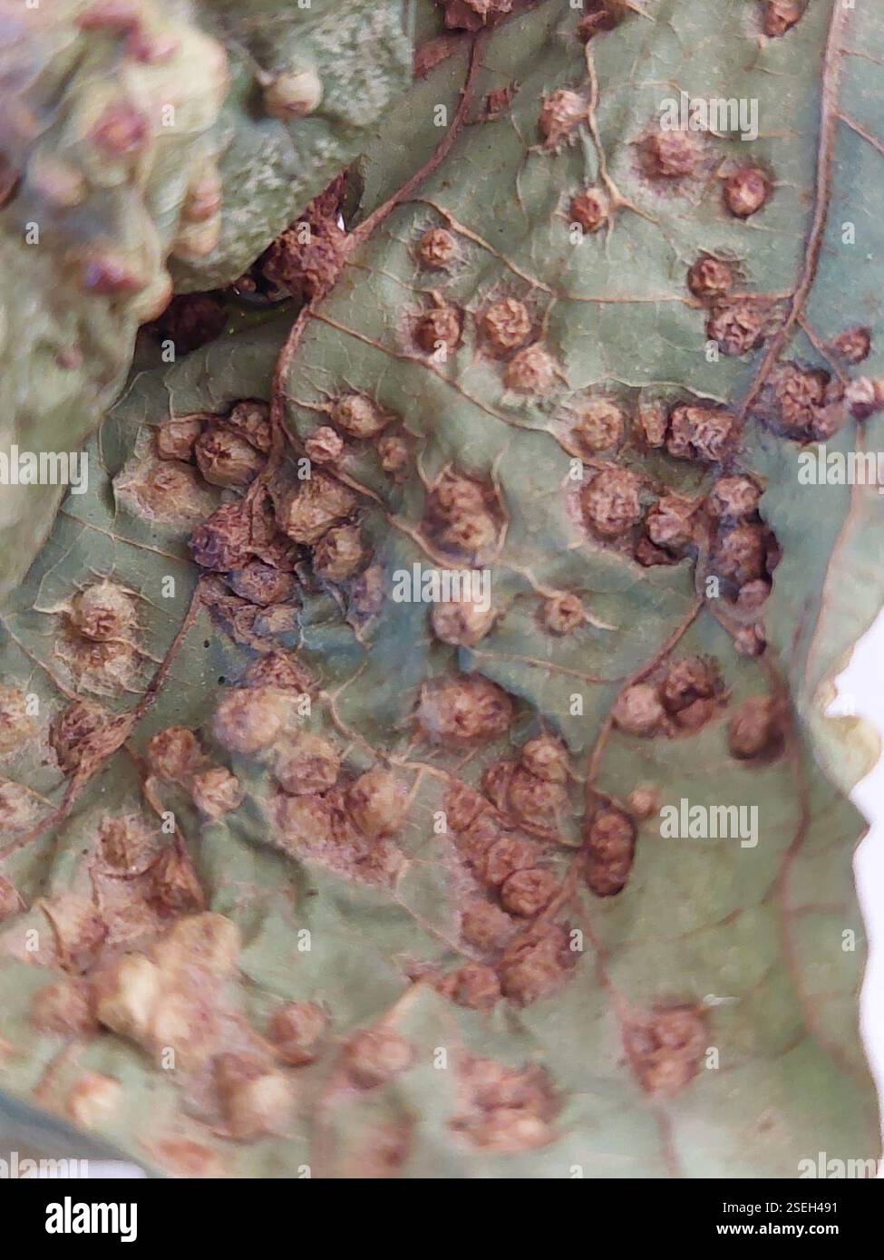 Coral trees (Erythrina), Plantae, Overstrand Local Municipality, South ...