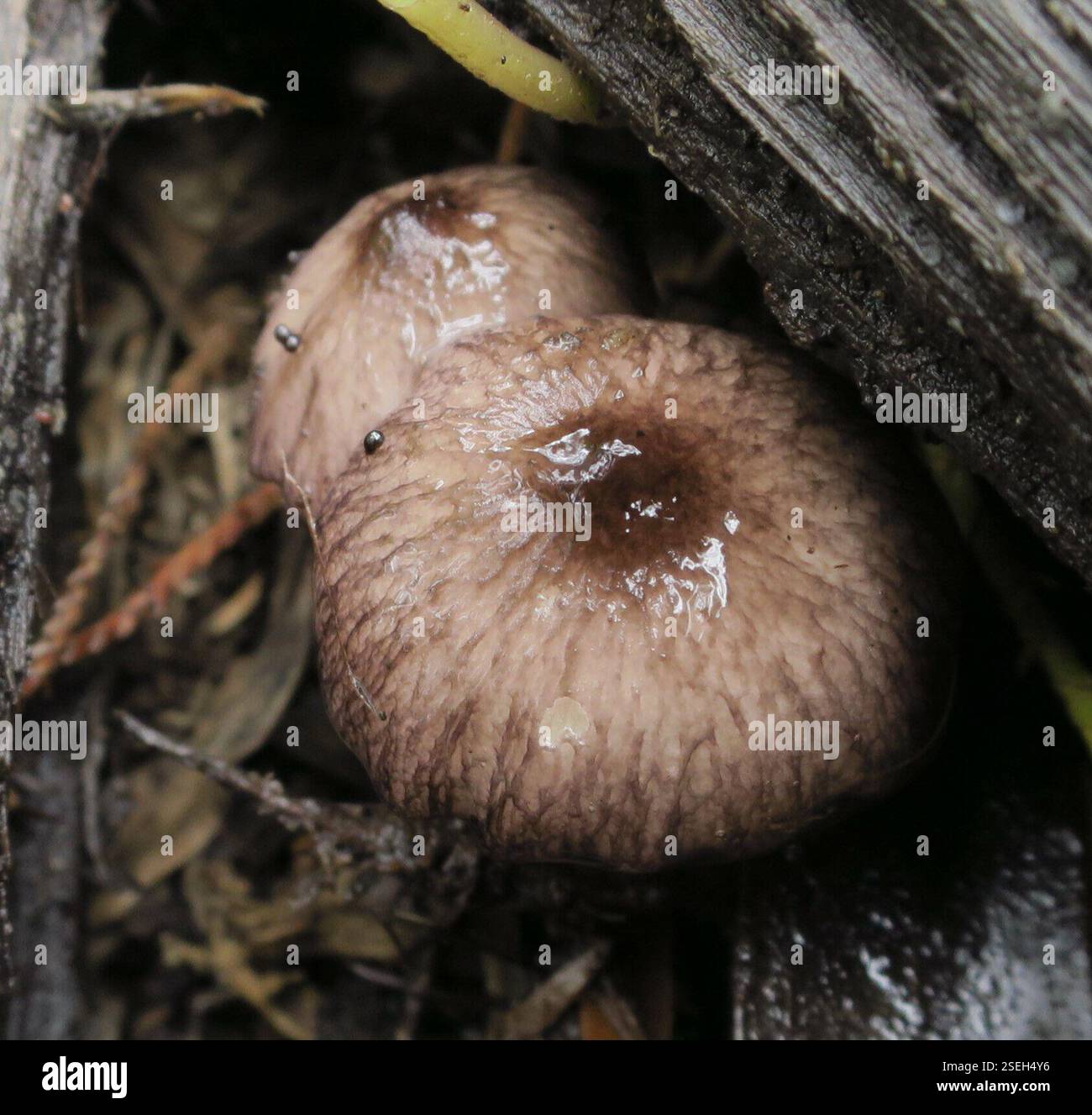 (Bolbitius muscicola), Fungi, Springfield, Rotorua 3015, New Zealand ...