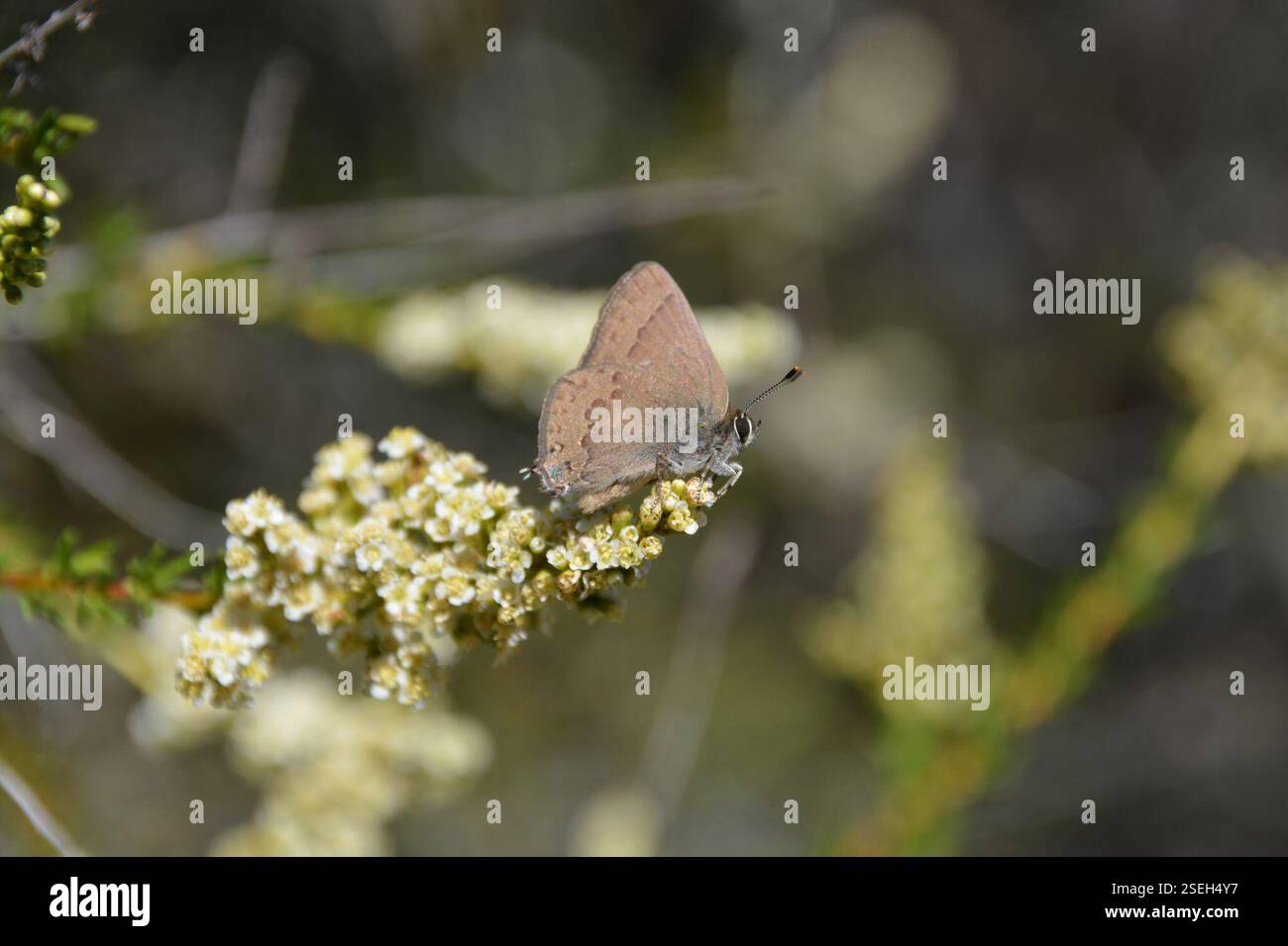 Hedgerow Hairstreak (Satyrium saepium), Insecta, San Luis Obispo County ...