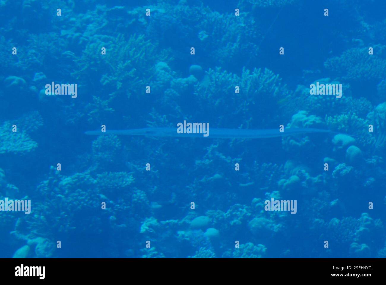 Blue-spotted Cornetfish (Fistularia commersonii), Actinopterygii ...