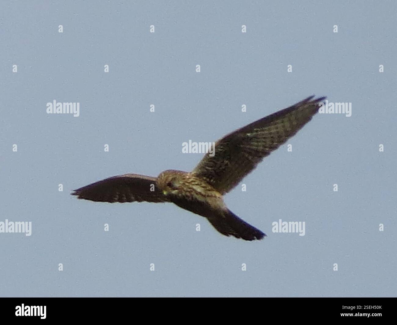 Eurasian Kestrel (Falco tinnunculus), Aves, Waverley Lake, Sheffield ...