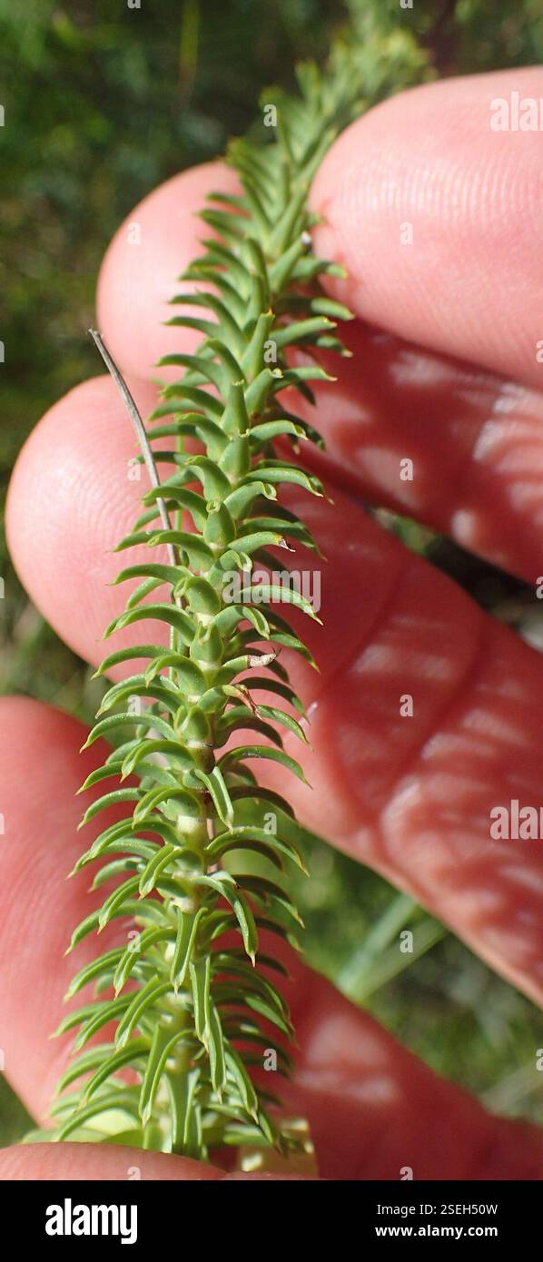 Wild Spurge (Euphorbia natalensis), Plantae, Ugu District Municipality ...