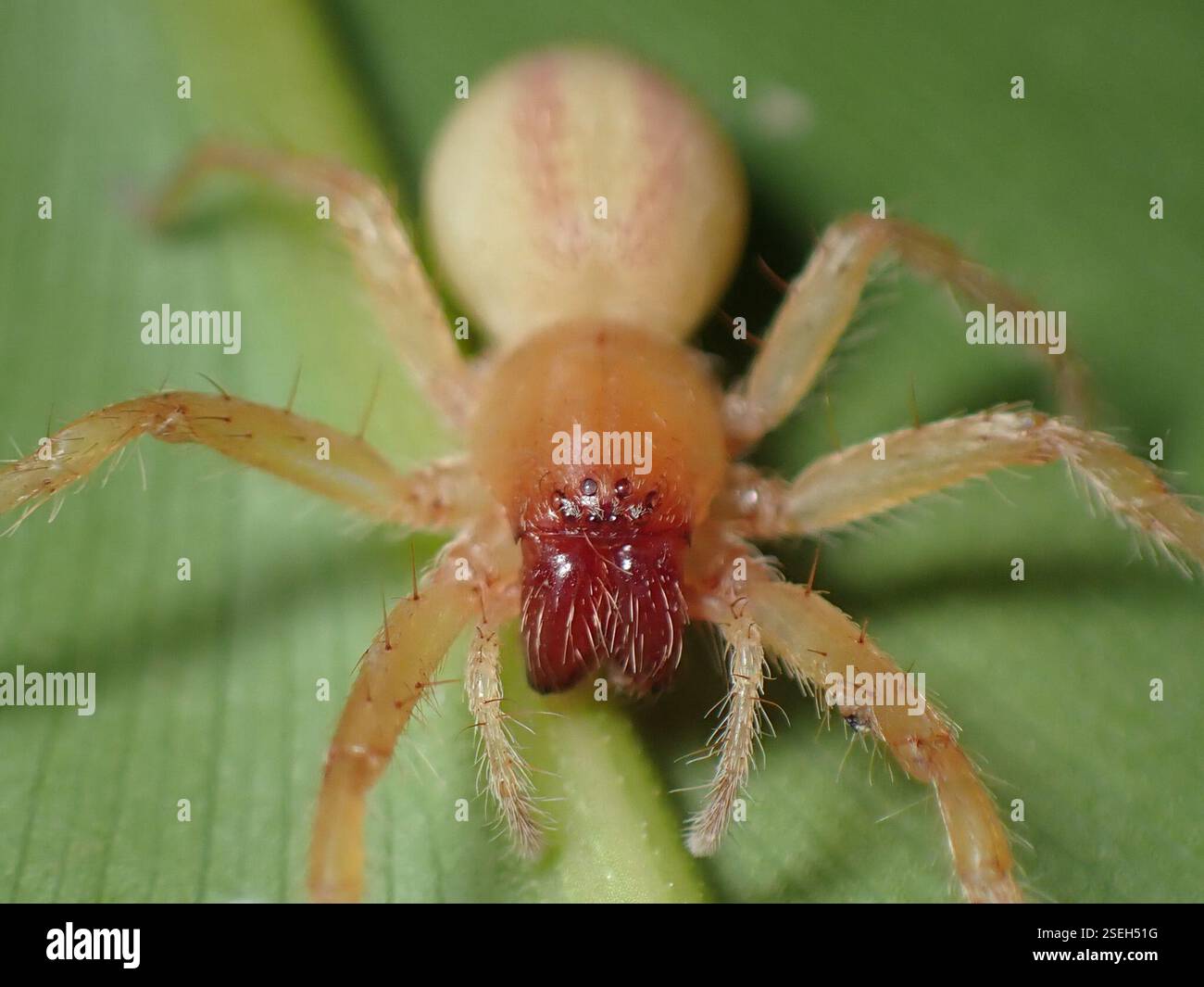 Long-legged Sac Spiders (Cheiracanthiidae), Arachnida, West End ...