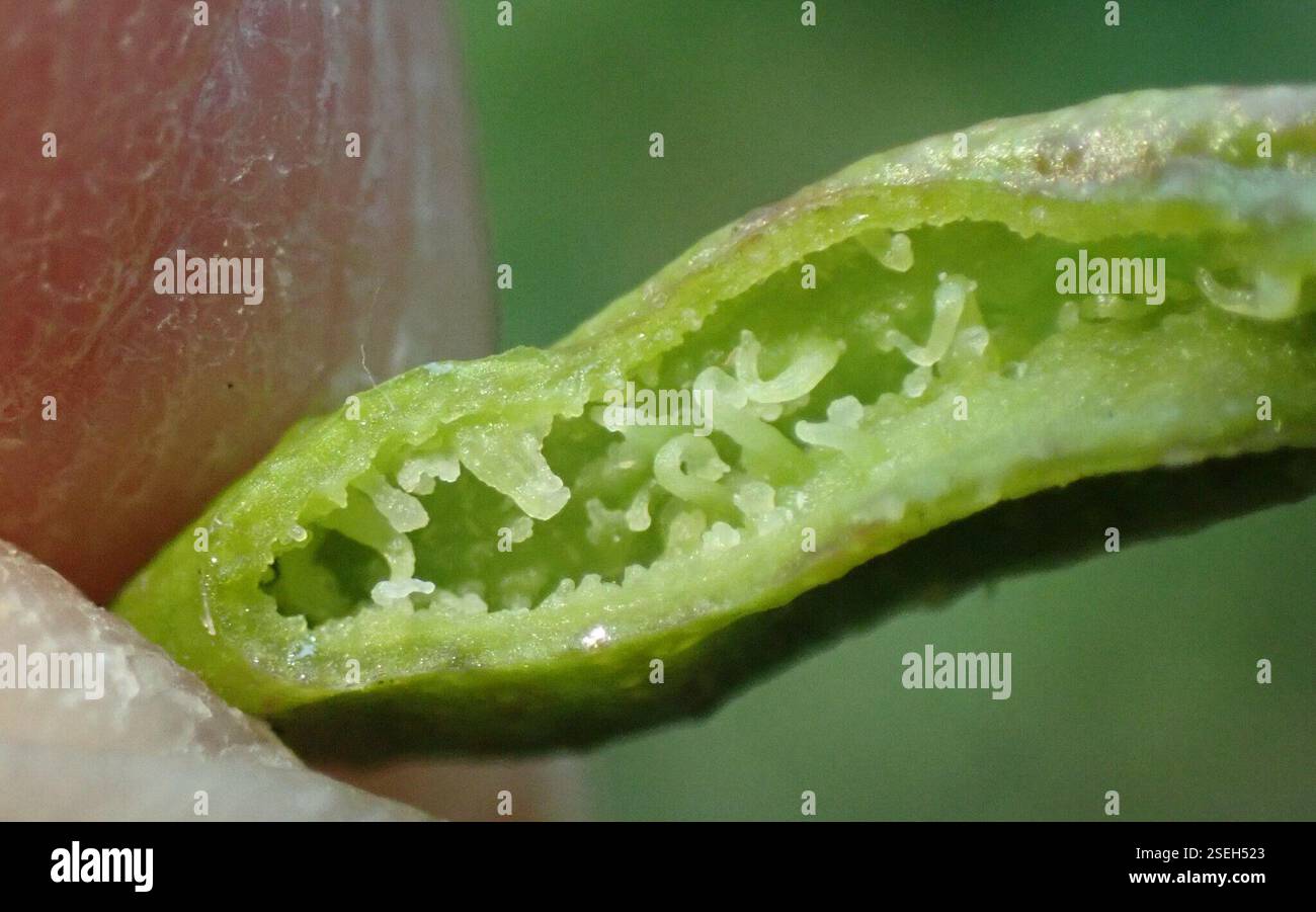 Insects (Insecta), Insecta, Wynyard TAS 7325, Australia, Galls in ...