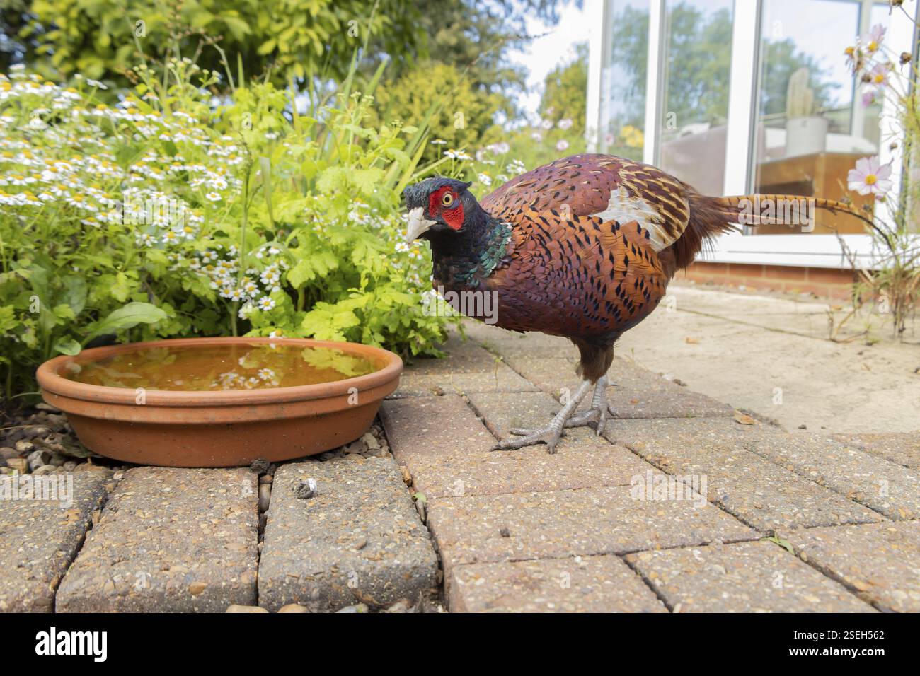 Common or Ringed-necked pheasant (Phasianus colchicus) adult male bird ...