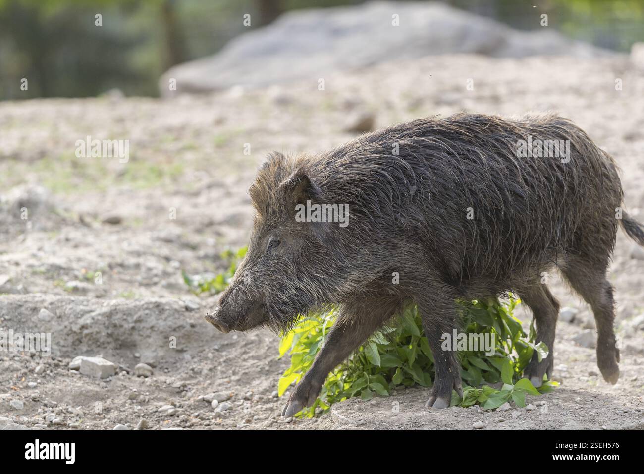 Bush pigs young animals hi-res stock photography and images - Alamy