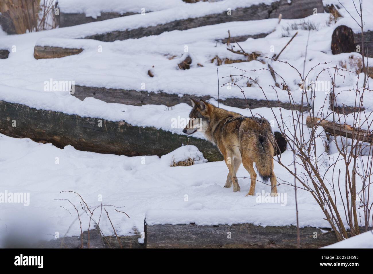 One adult eurasian gray wolf (Canis lupus lupus) walking thru a snow ...
