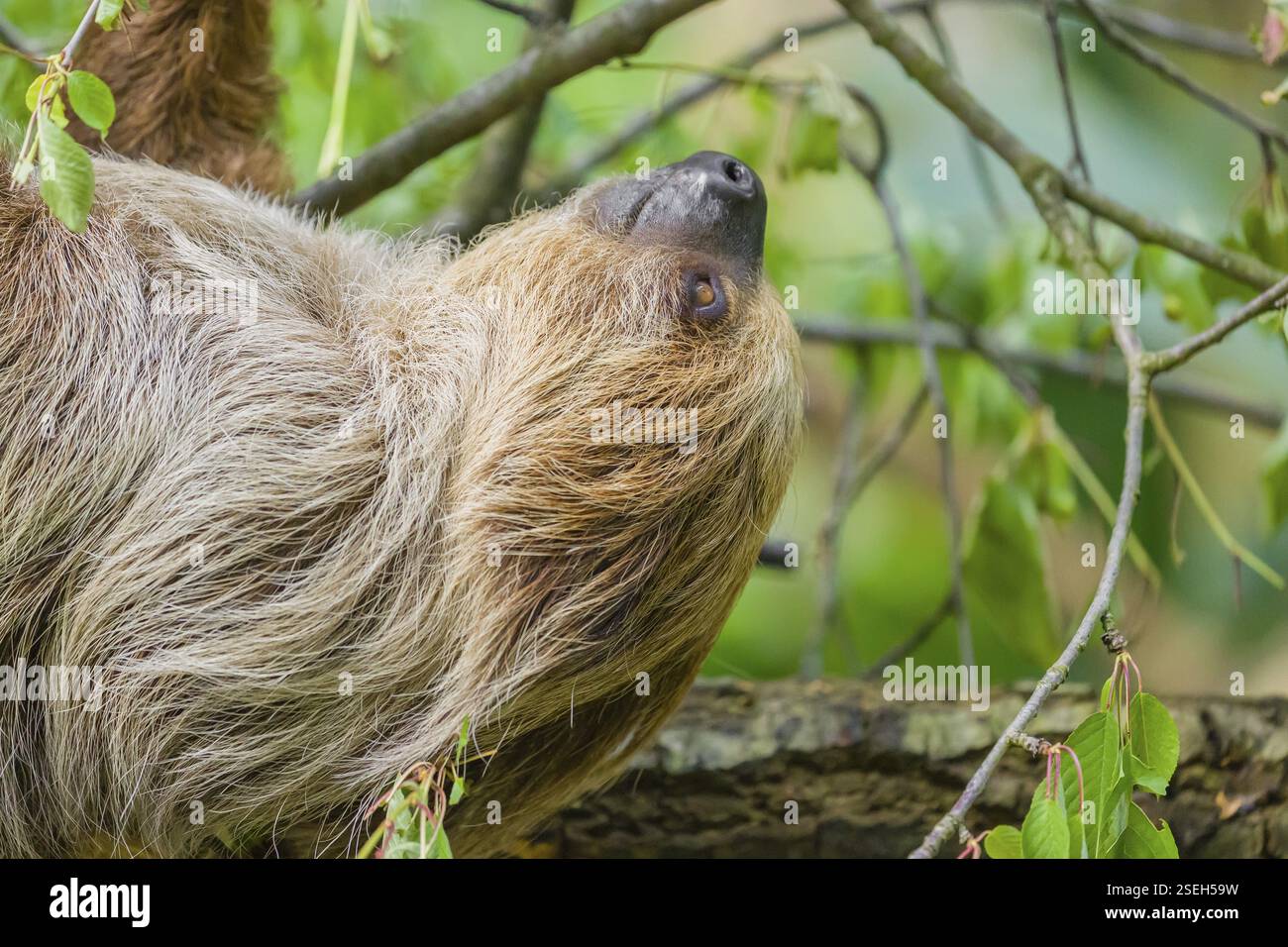 Sideview portrait of A Linnaeus's two-toed sloth (Choloepus didactylus ...
