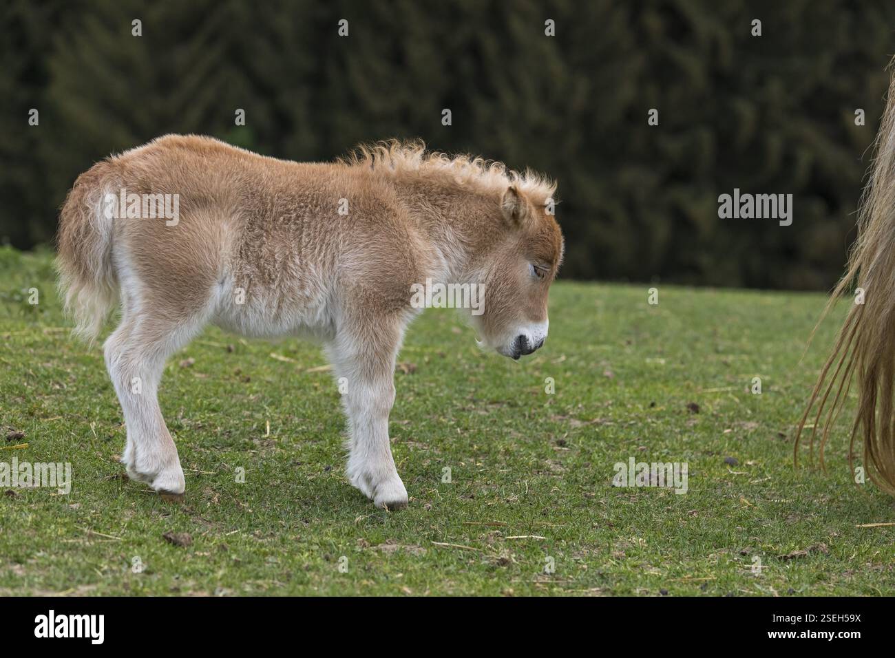 Falabella foal, The Falabella (Equus ferus caballus) is the smallest ...