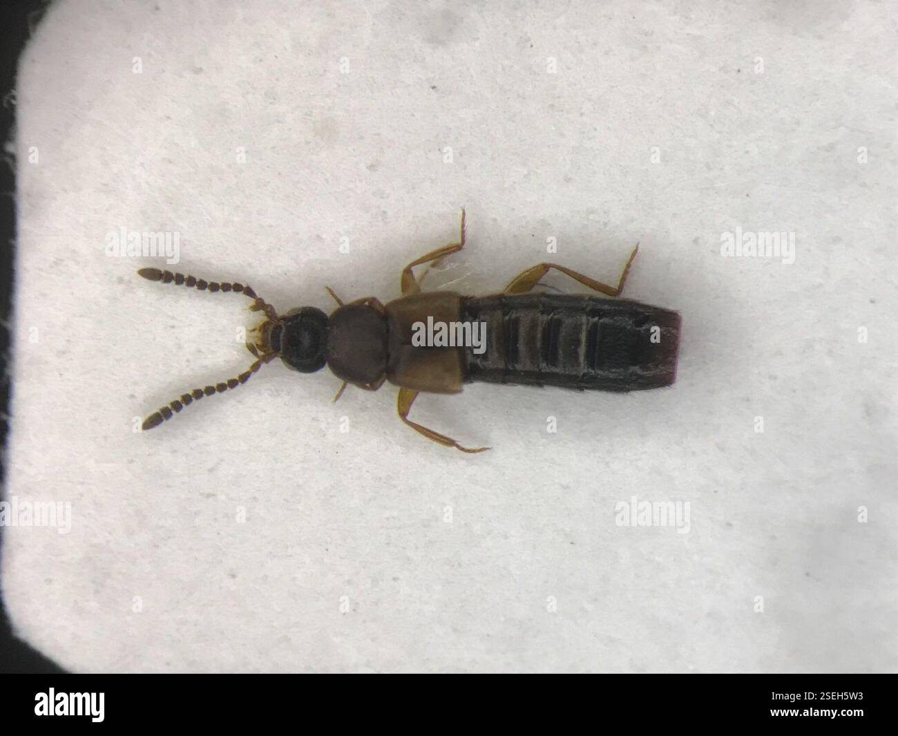 (Dinaraea angustula), Insecta, Pointe-aux-Outardes, QC, Canada Stock ...