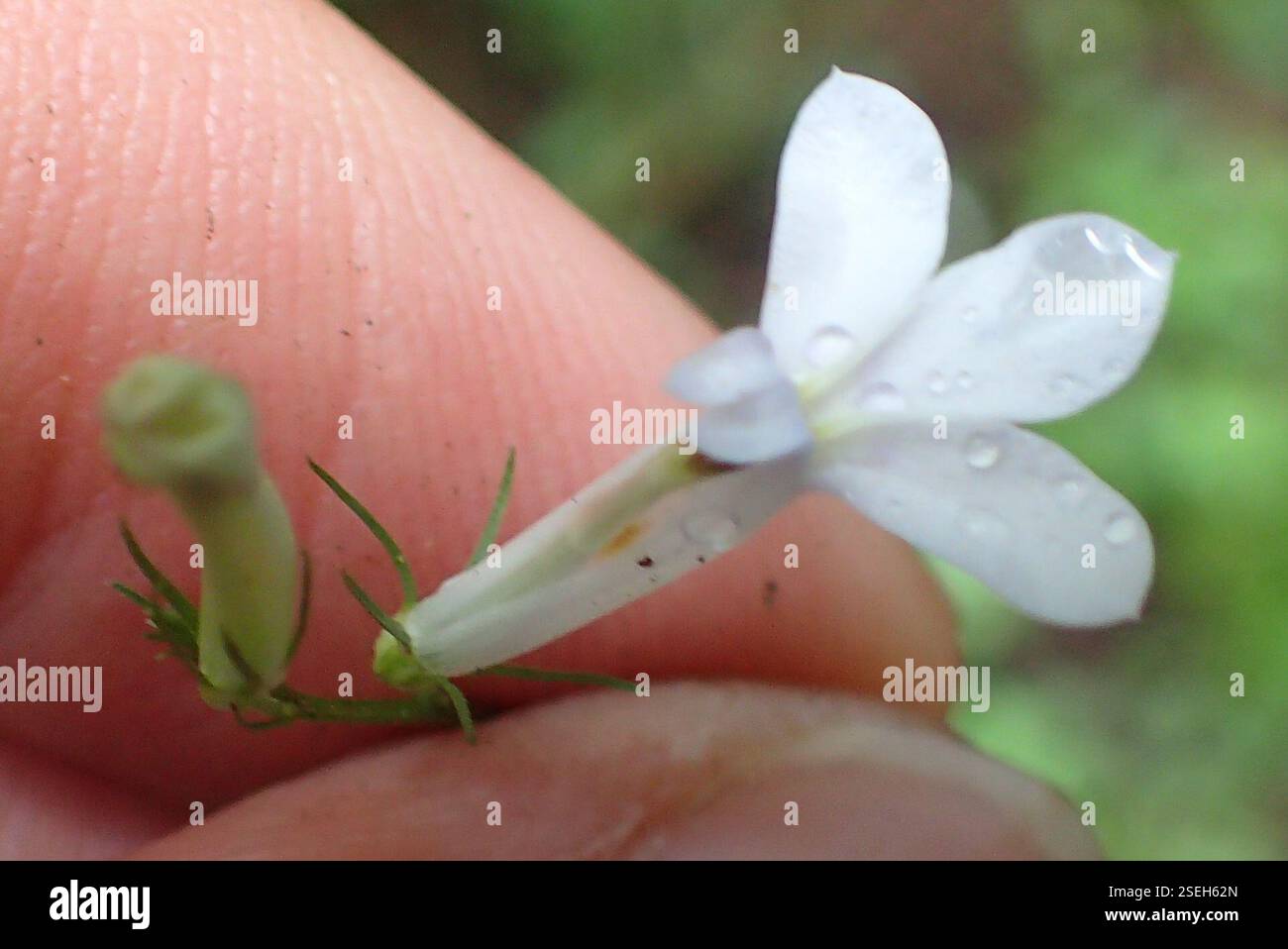 Wing White Lobelia (Lobelia pteropoda), Plantae, Mgangeni, Maphephetha ...