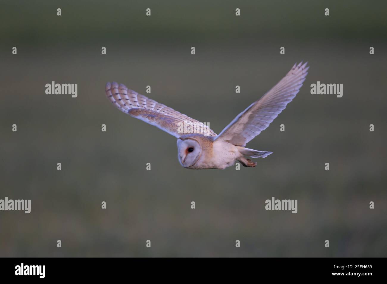 Barn owl (Tyto alba) adult bird of prey flying, England, United Kingdom ...