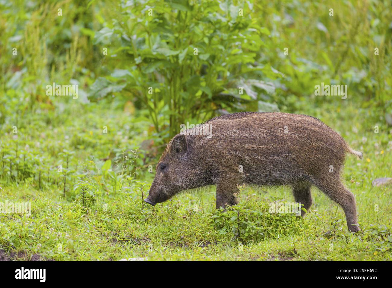 A young wild boar or wild pig (Sus scrofa), stands in tall fresh green ...