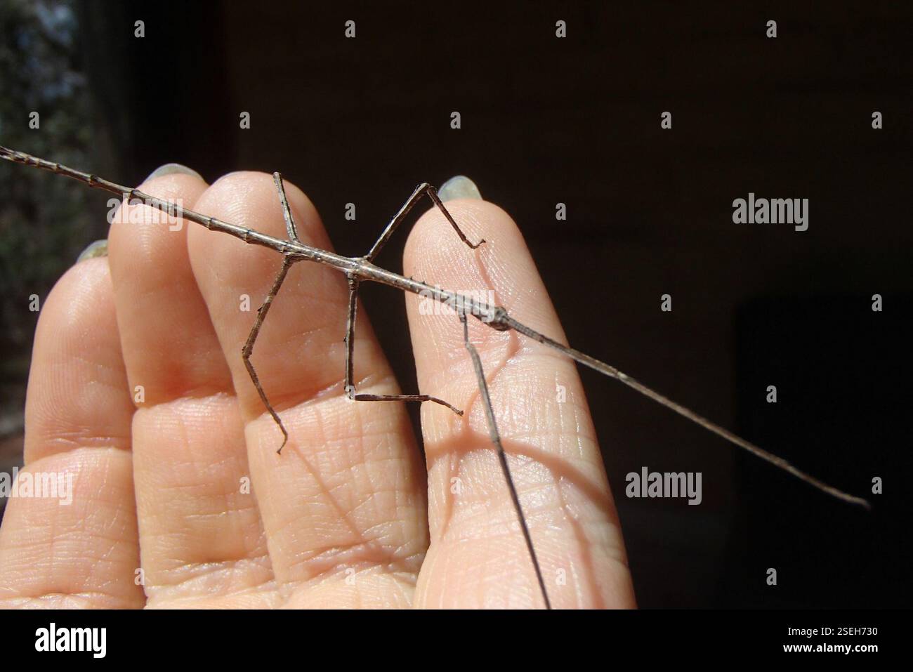 Margin-winged Stick Insect (Ctenomorpha marginipennis), Insecta, 62 ...