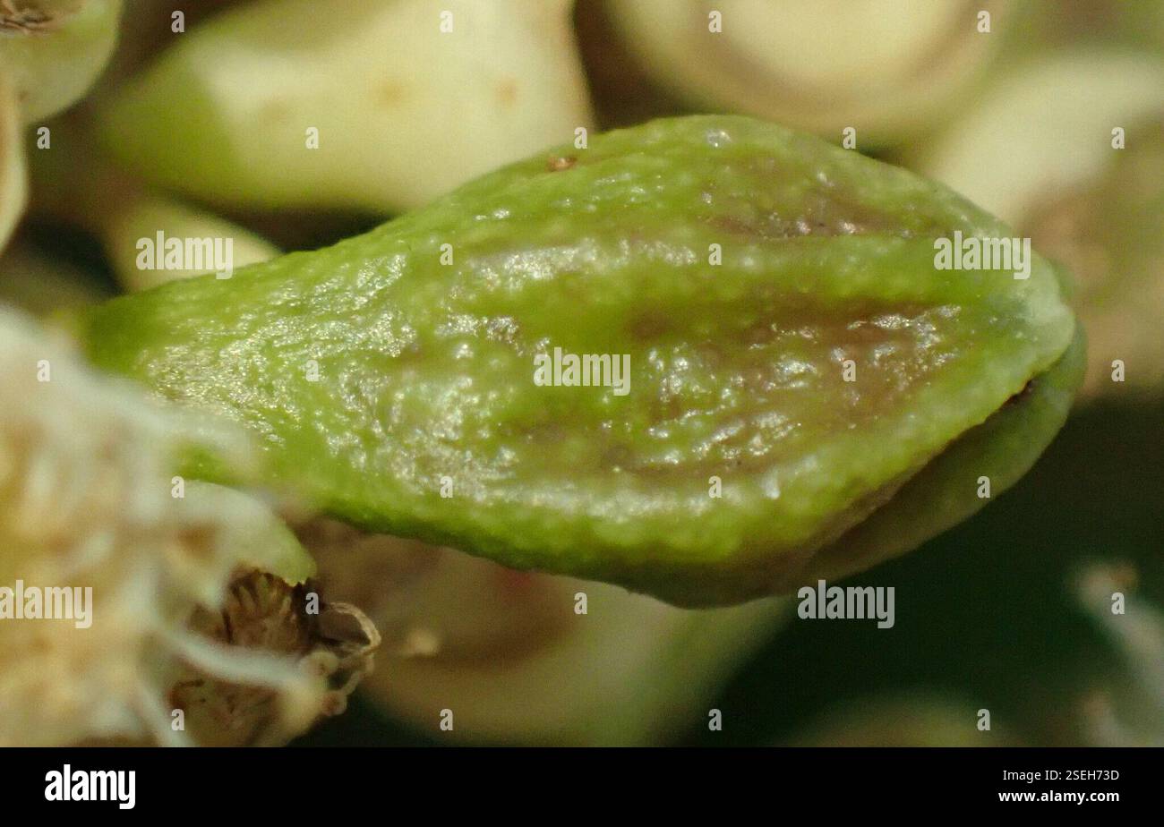 Insects (Insecta), Insecta, Wynyard TAS 7325, Australia, Galls in ...