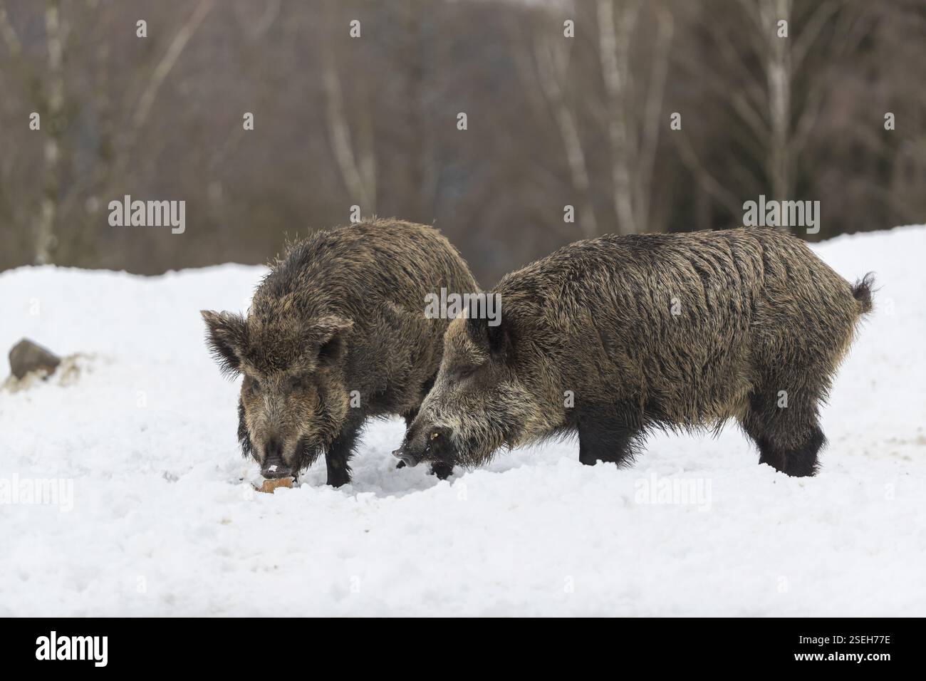Wild boar or wild pig (Sus scrofa), walking on snowy ground, trees in ...