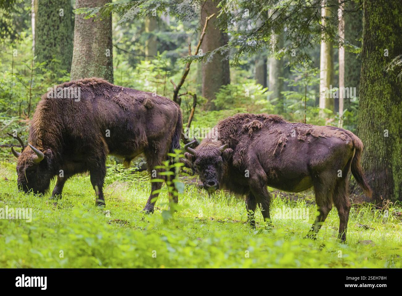 An adult male and female European bison (Bison bonasus) stand in a ...
