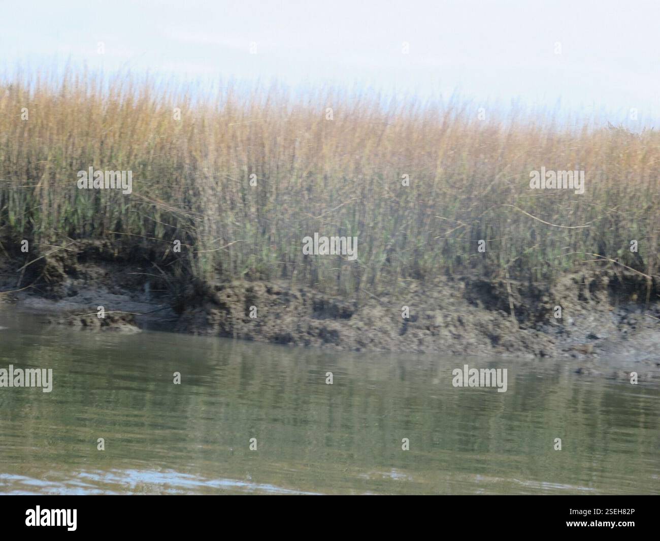 Saltmarsh Cordgrass (Sporobolus alterniflorus), Plantae, Jasper County ...