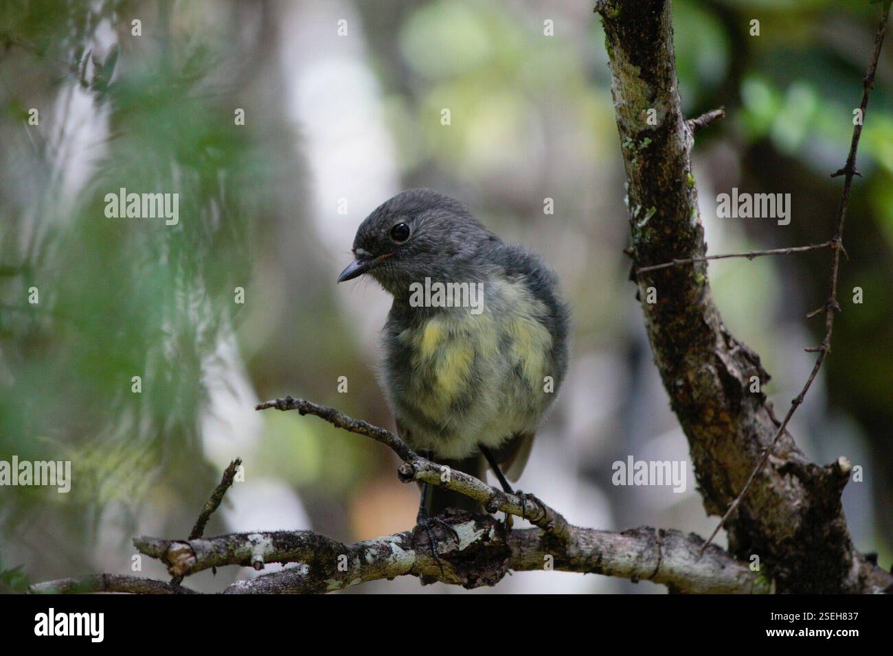 Mainland South Island Robin (Petroica australis australis), Aves ...