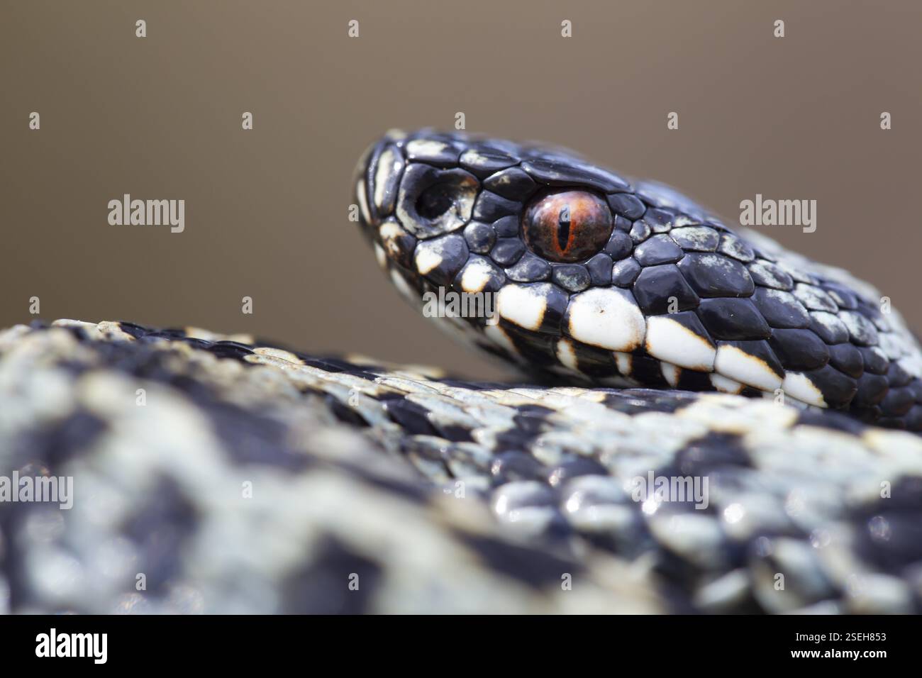 Common european adder or European viper (Vipera berus) adult snake ...