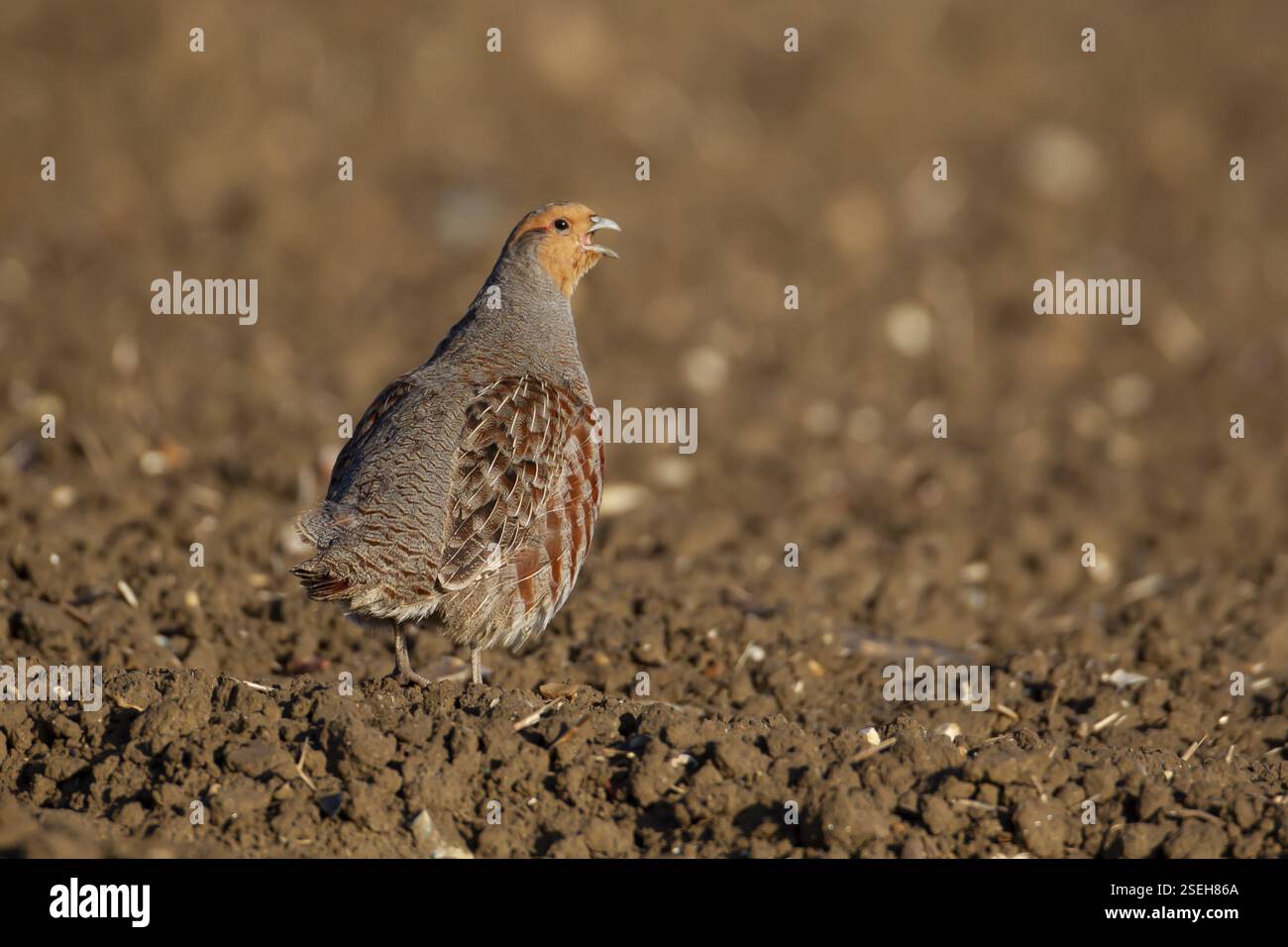 Grey or Hungarian or English partridge (Perdix perdix) adult bird ...