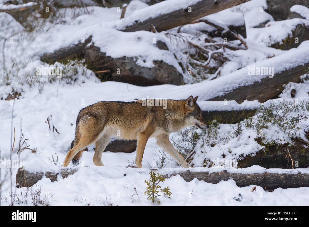 One adult eurasian gray wolf (Canis lupus lupus) walking thru a snow ...